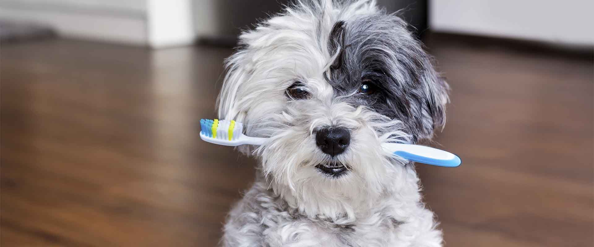 Enfermedades dentales en perros - Hospital Veterinario Nacho Menes