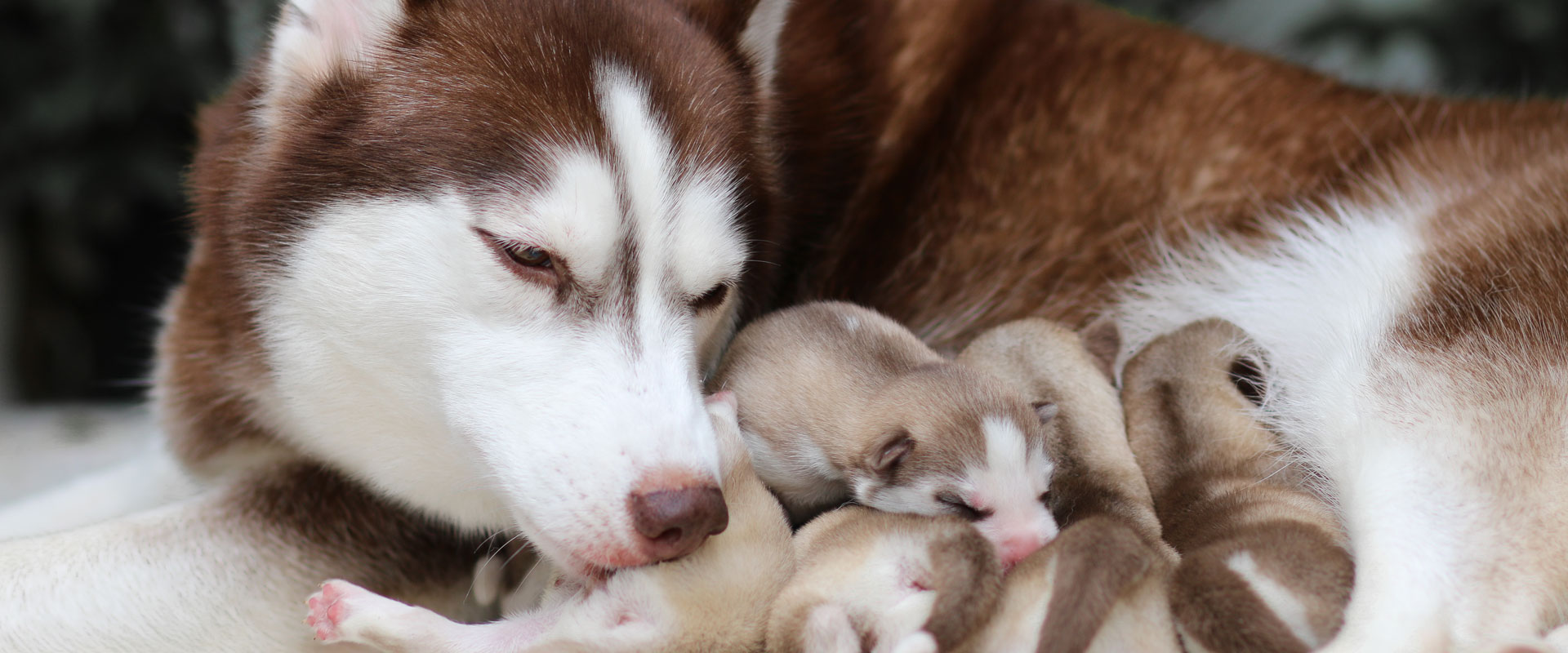 Hay Una Temporada De Reproducción Para Perros