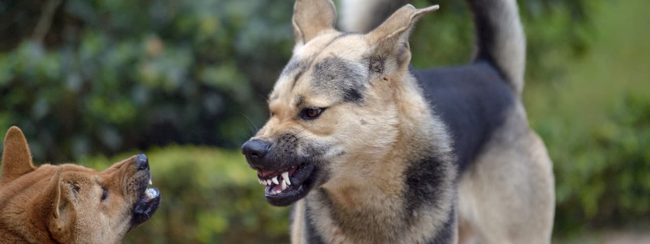 10 razones para vacunar de la rabia a tu perro cada año