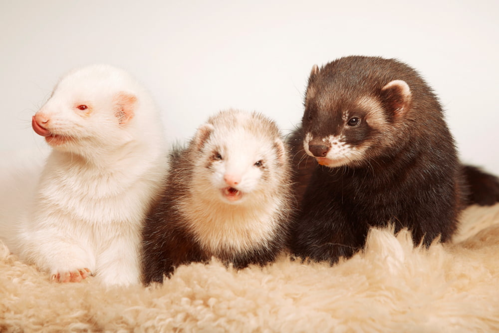 Hurón doméstico: ¿conoces todos sus cuidados? | Nacho Menes