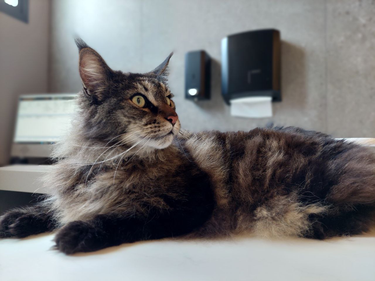 PIF en gatos: Qué es, síntomas, tratamiento - HV Menes